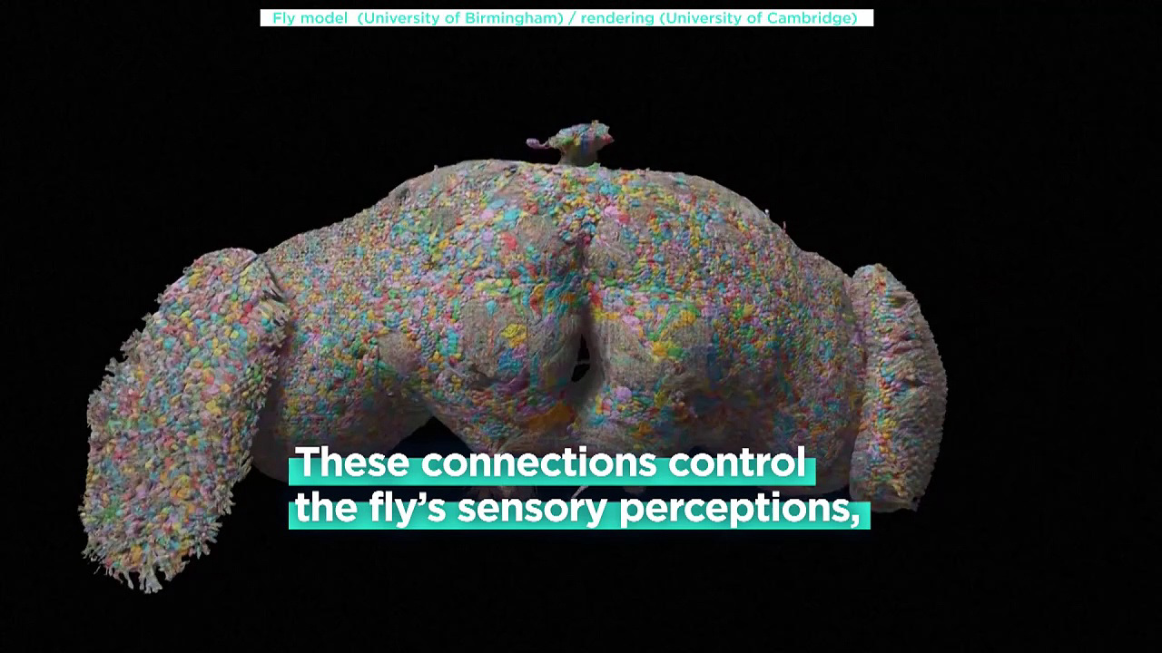 Scientists produce first and largest brain map of a dead fruit fly Scientists produce first and largest brain map of a dead fruit fly
