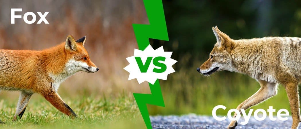 The 5 Key Differences Between Foxes and Coyotes