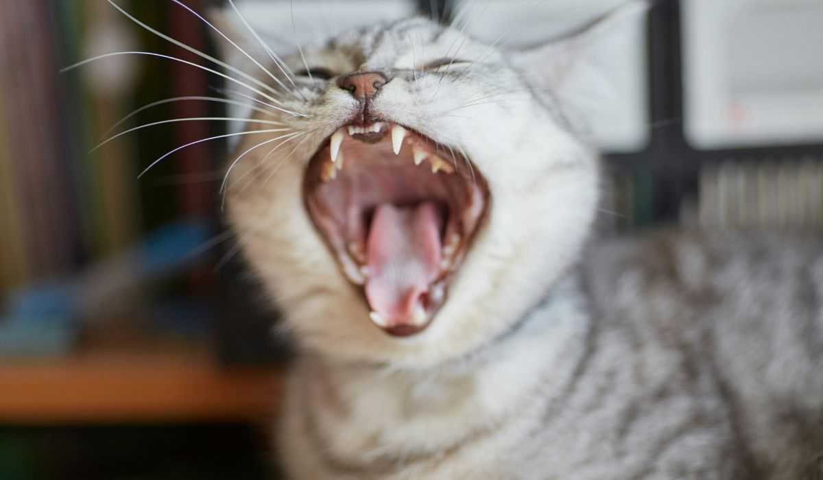 5 consigli per prendersi cura della salute orale del tuo gatto 5 consigli per prendersi cura della salute orale del tuo gatto