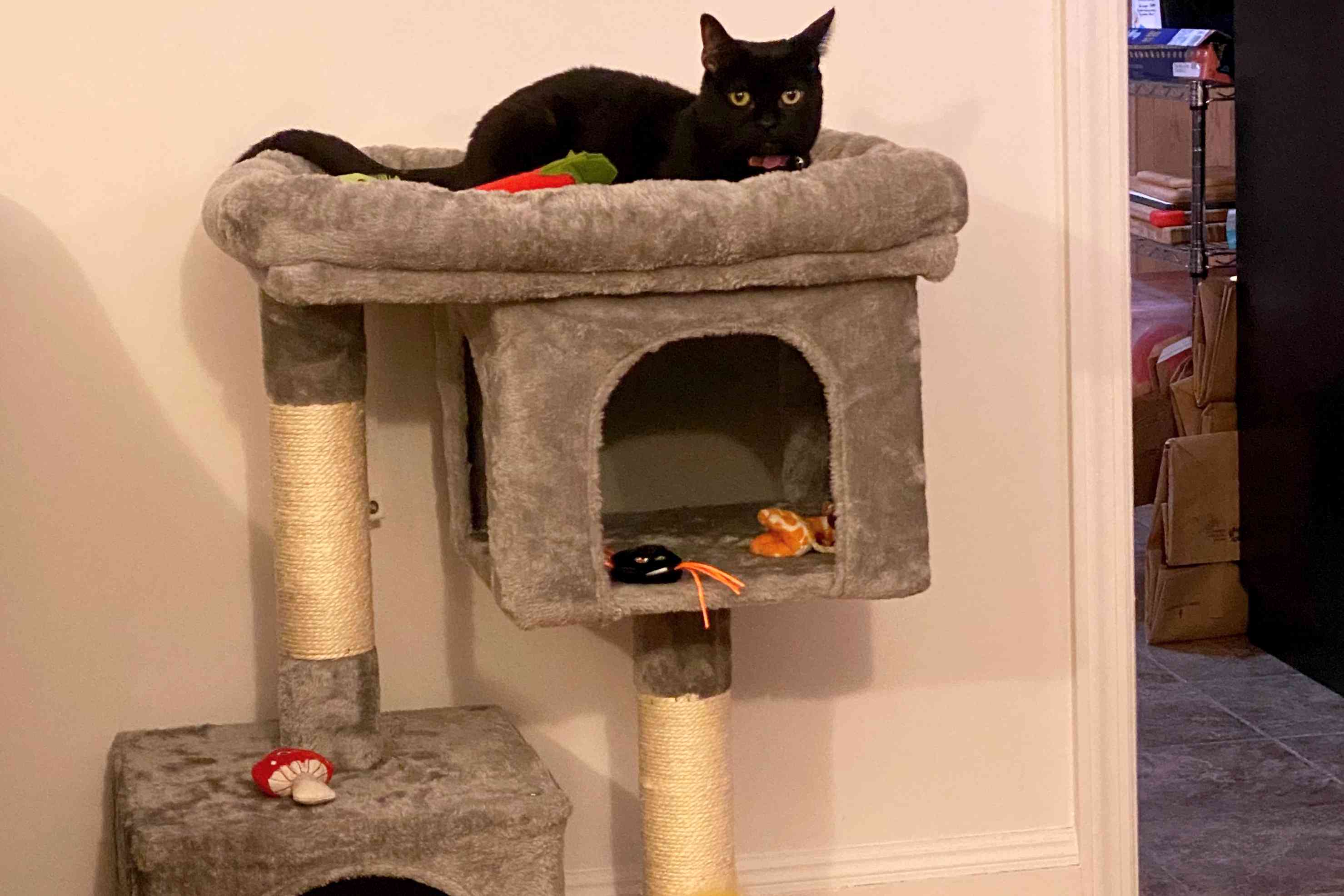 The 7 Best Cat Trees for Senior Cats of 2025