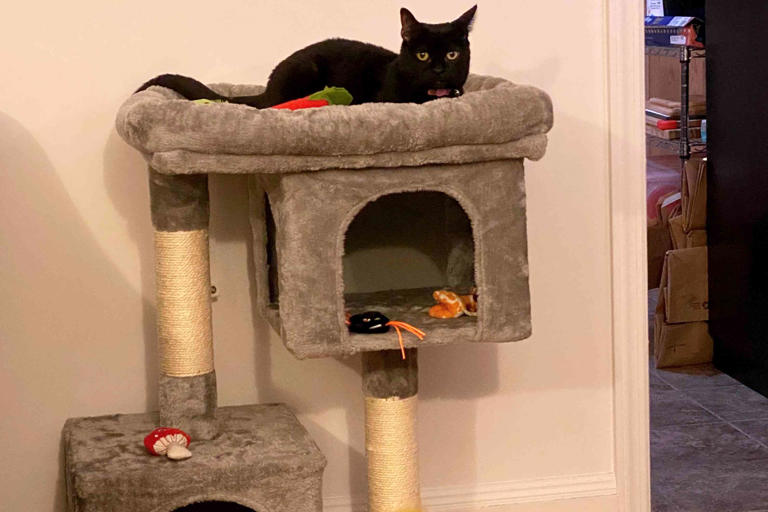 The 7 Best Cat Trees for Senior Cats of 2025