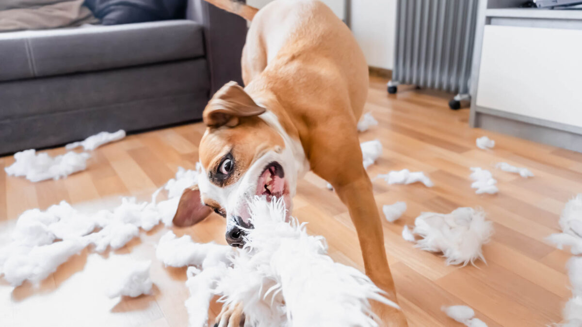 8 Solutions for Dogs Who Destroy Their Toys