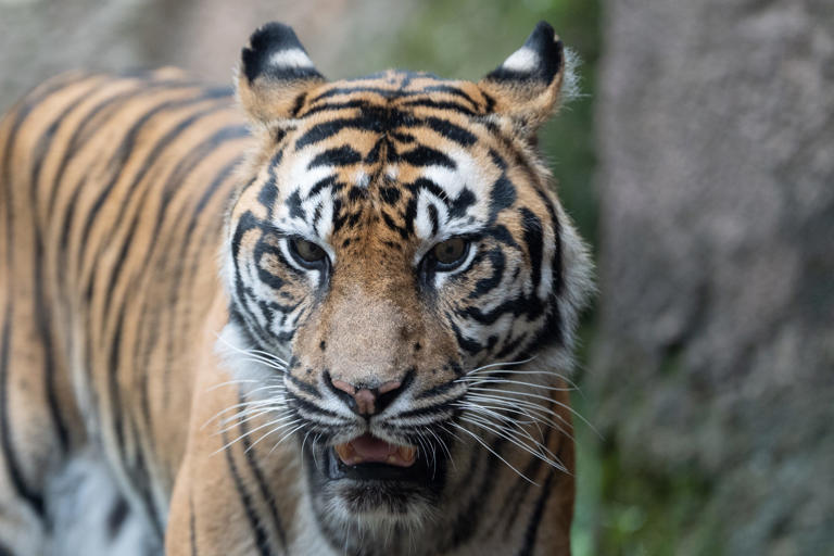 Here are 31 events, ways to celebrate Valentine's Day in Louisville