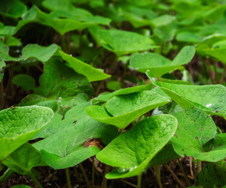 5 ground cover plants that thrive on neglect – tough, low-maintenance ...