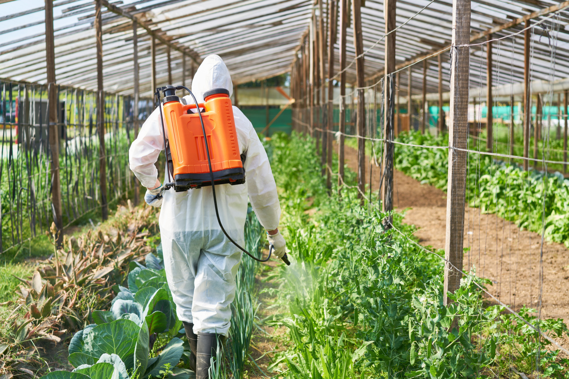 Les aliments biologiques sont-ils vraiment meilleurs pour la santé?