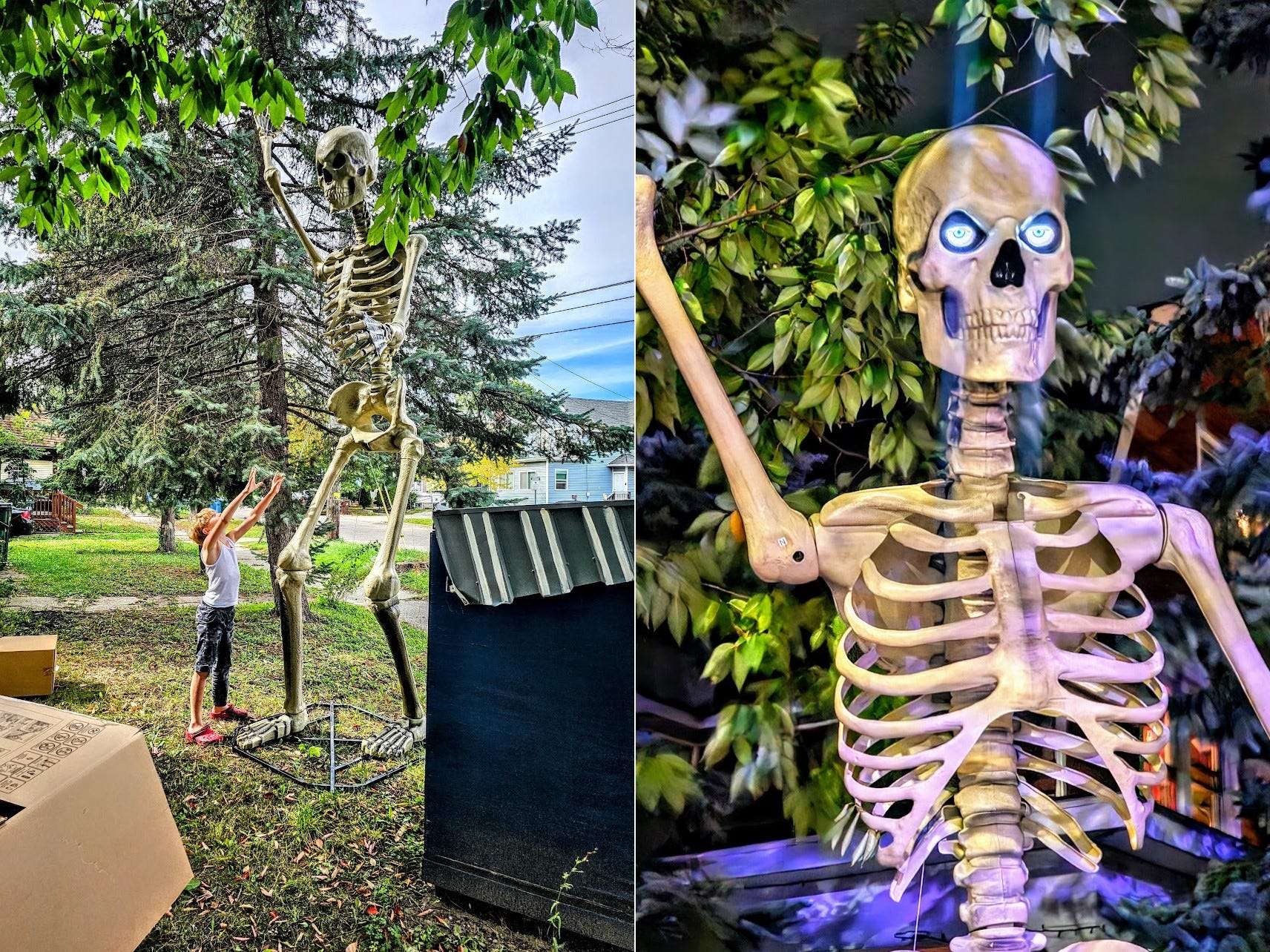 Skelly, the viral 12-foot skeleton, is back in stock for Halloween ...