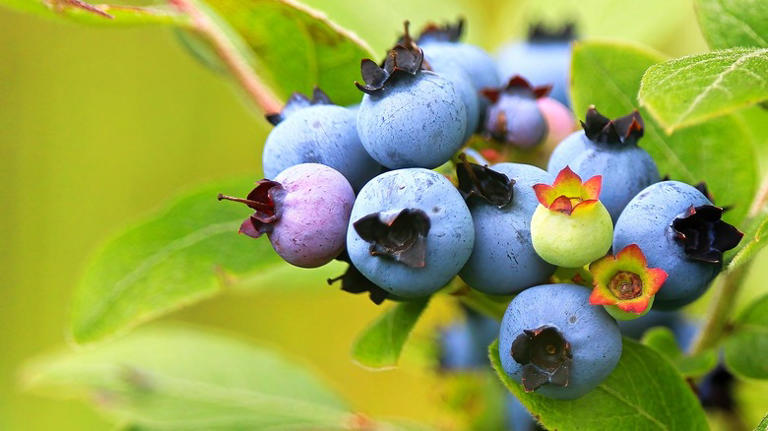 Do Wild Blueberries Actually Taste Different