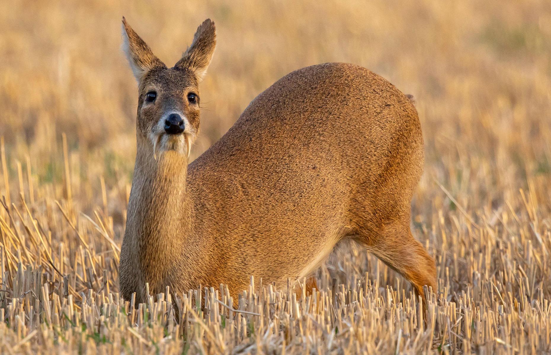 The craziest concept cars ever made