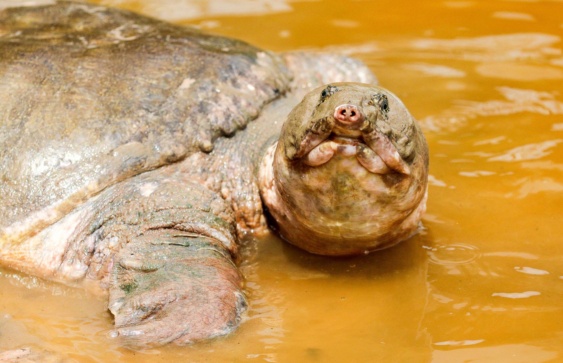Los 35 animales MÁS feos de la naturaleza: ¿Estás de acuerdo?