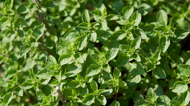 Your Guide To Every Type Of Oregano