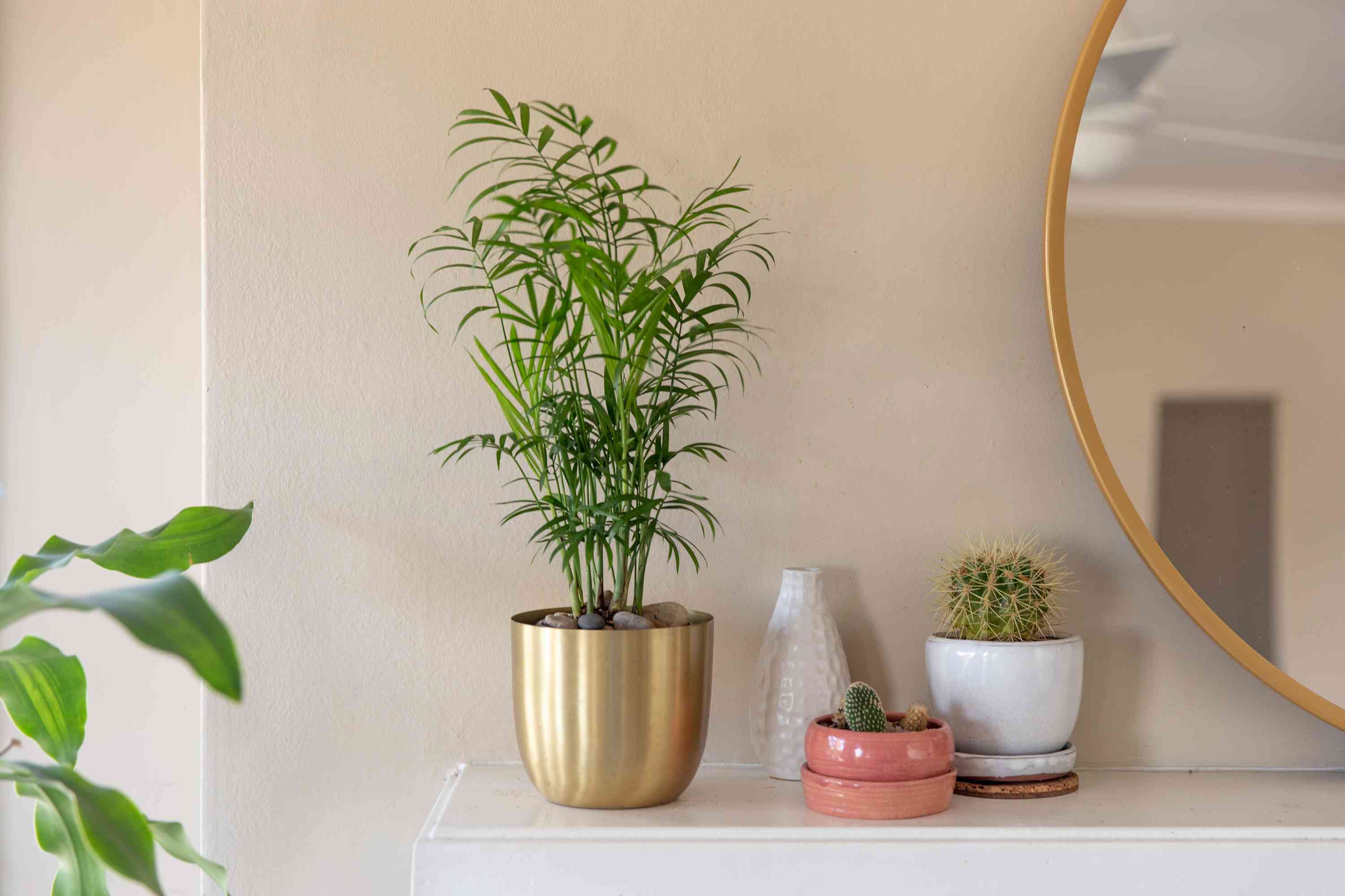 How to Grow and Care for Parlor Palm