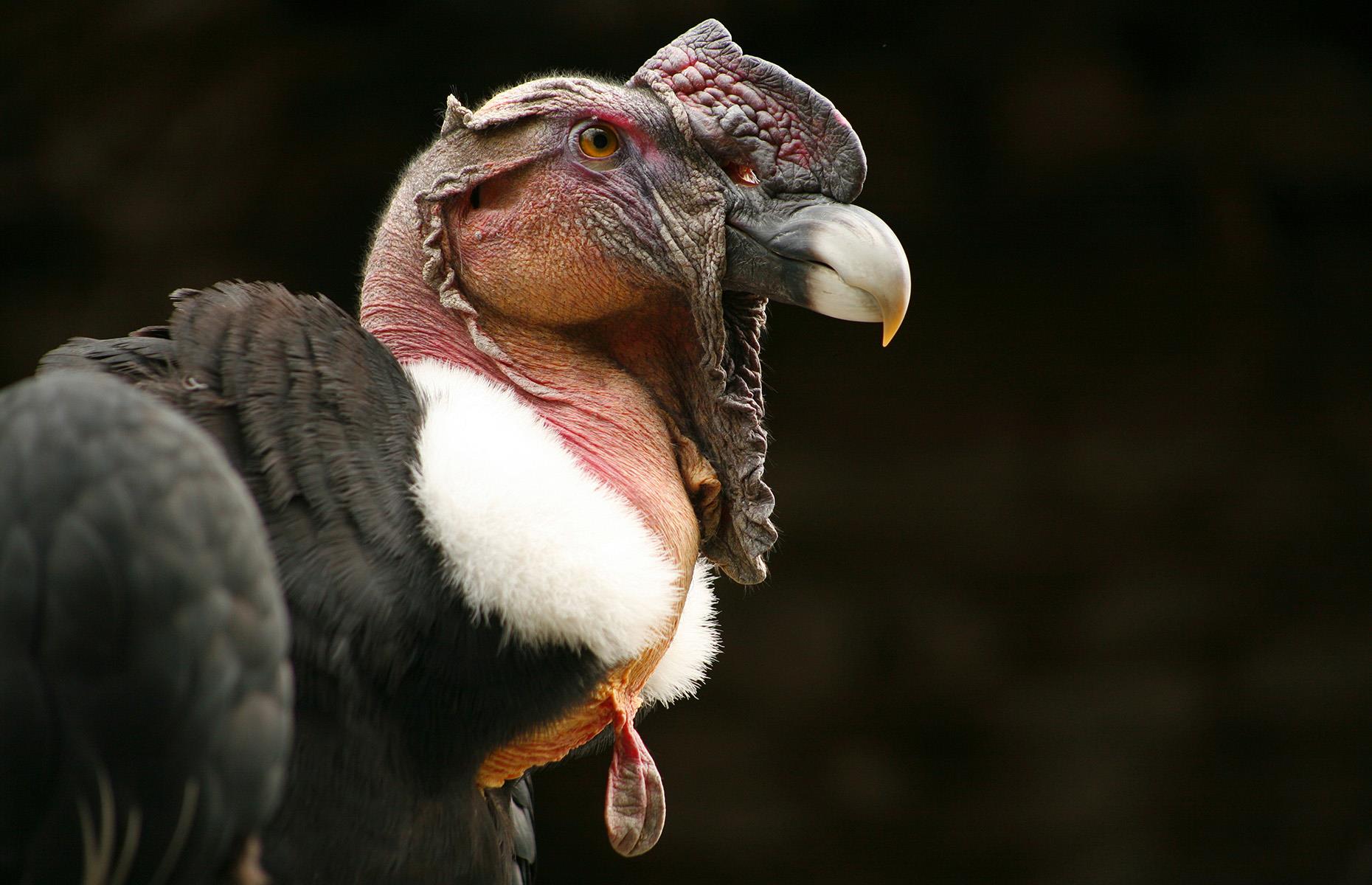 ¿Cuál es el animal más FEO del mundo? 35 criaturas tan feas que te ...
