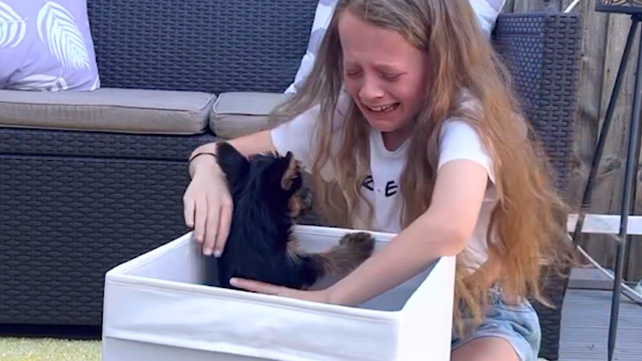 Girl meets dream dog in surprising moment
