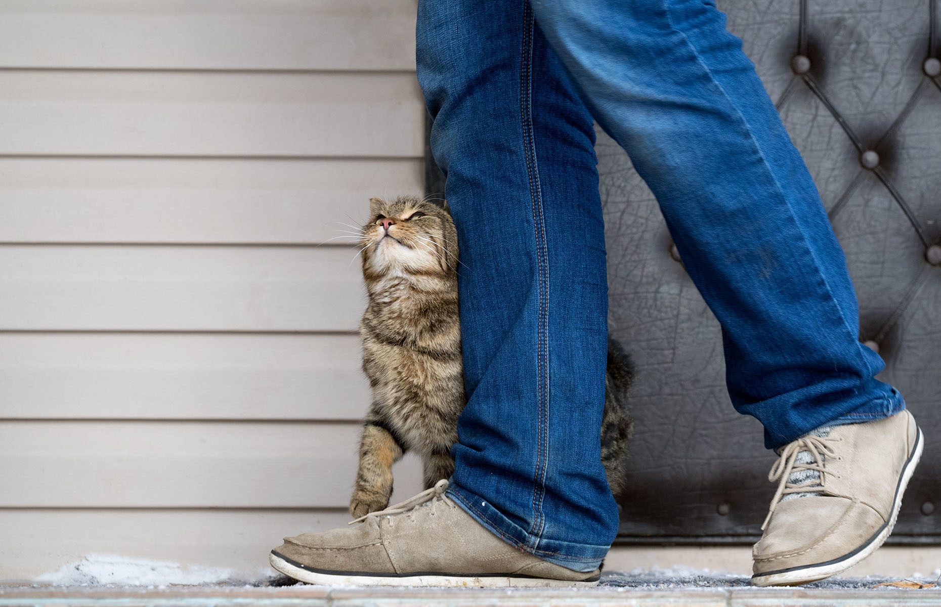 20 signs your cat loves you