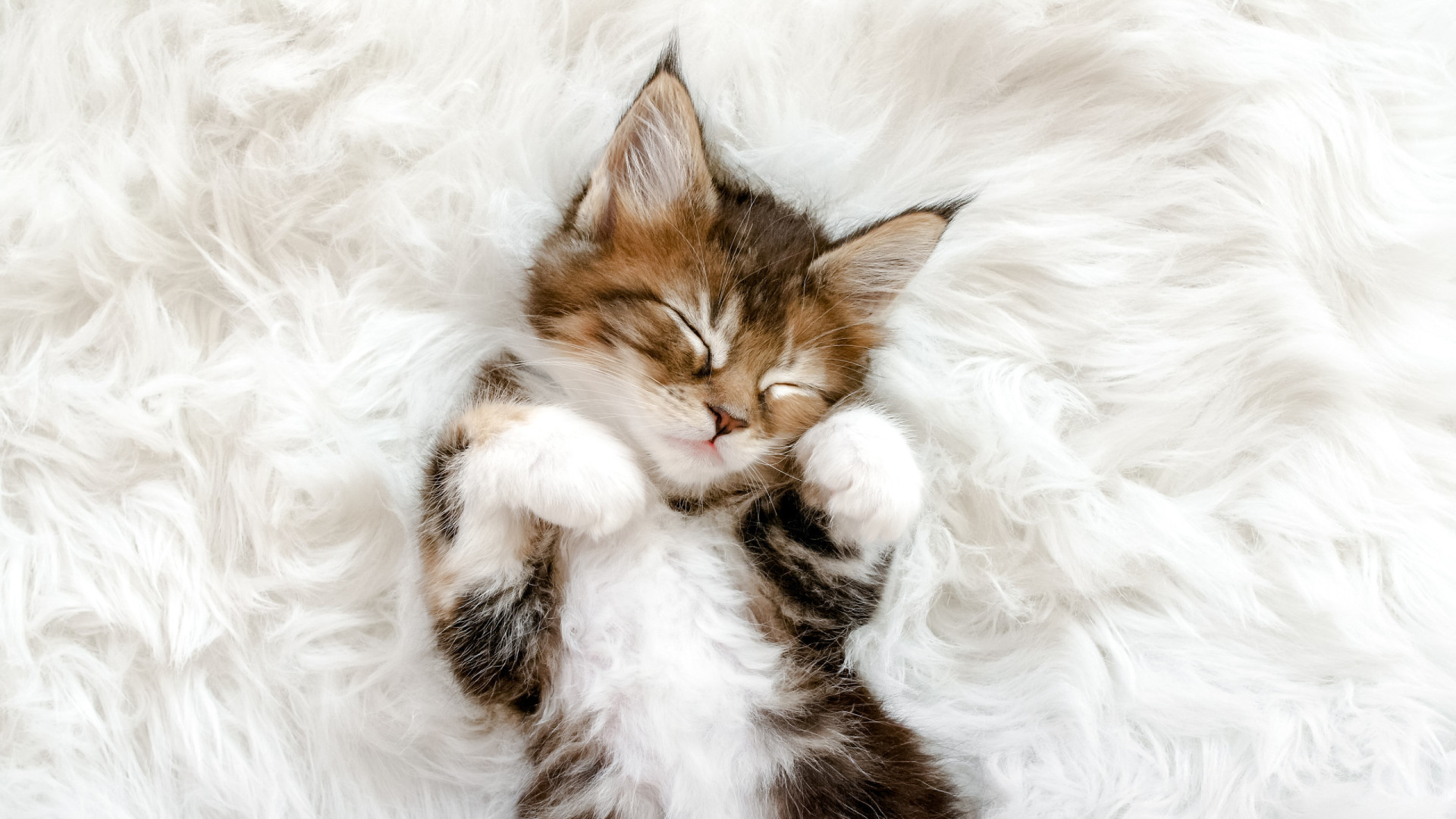 Ces races de chats sont de véritables boules de poils