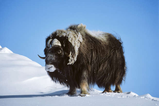 Successful wildlife species reintroduction programs Successful wildlife species reintroduction programs