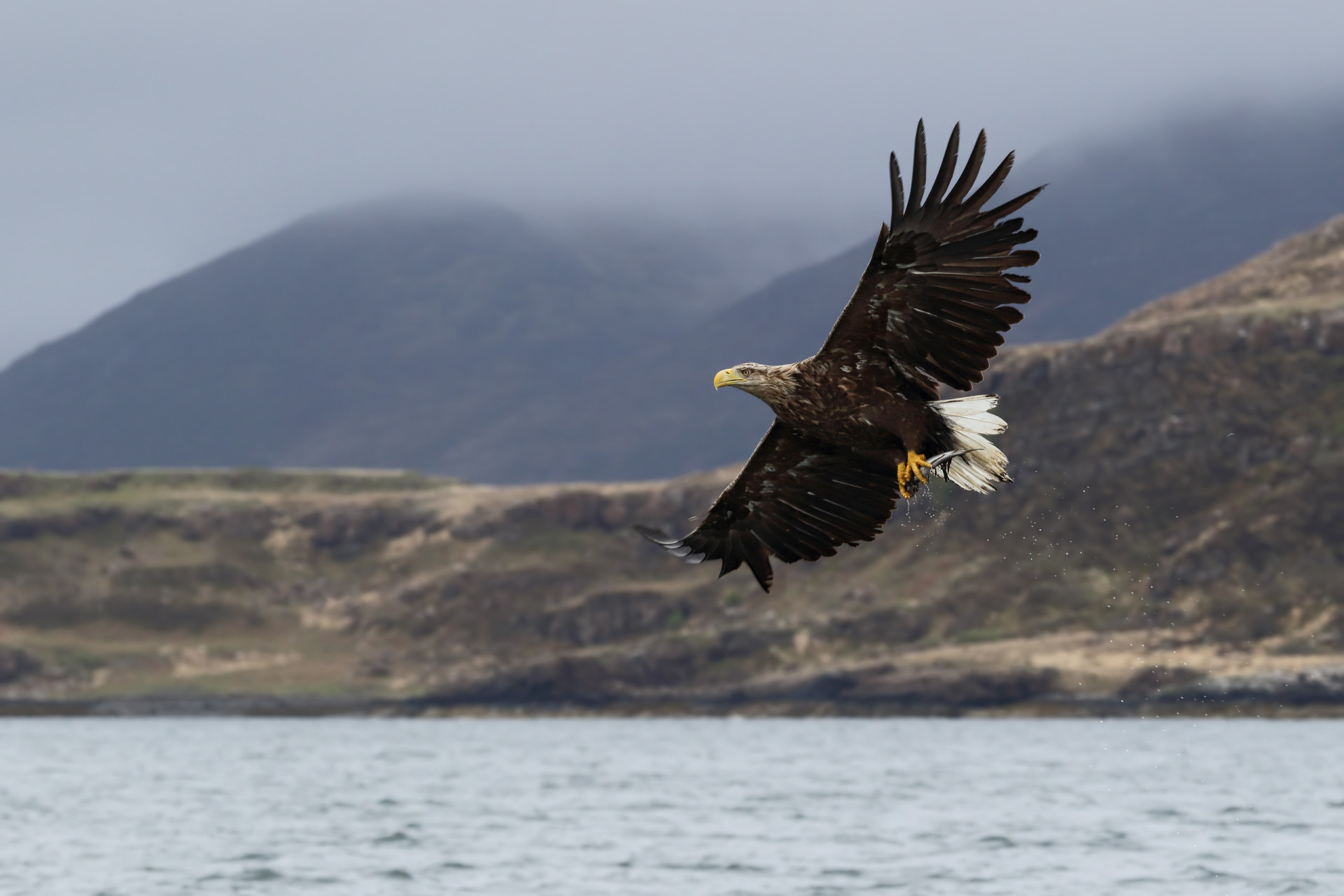 Successful wildlife species reintroduction programs