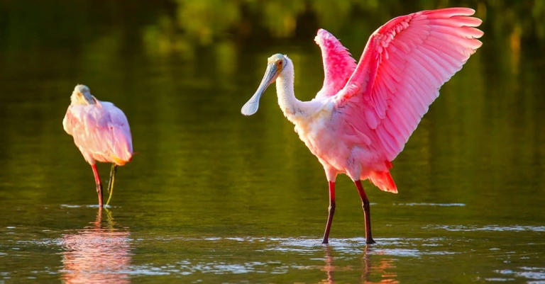 The most eye-catching pink animals on Earth