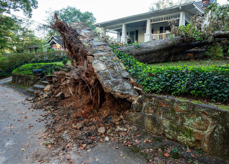 Greenville's tree canopy sheared during Helene; why some trees fell ...