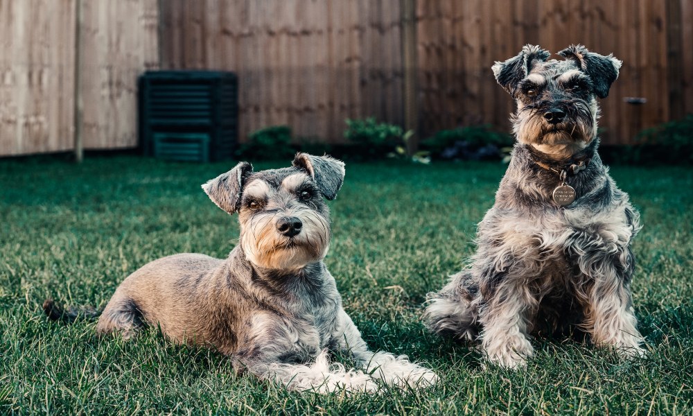 Love to Complain? These 19 Dog Breeds Definitely Do
