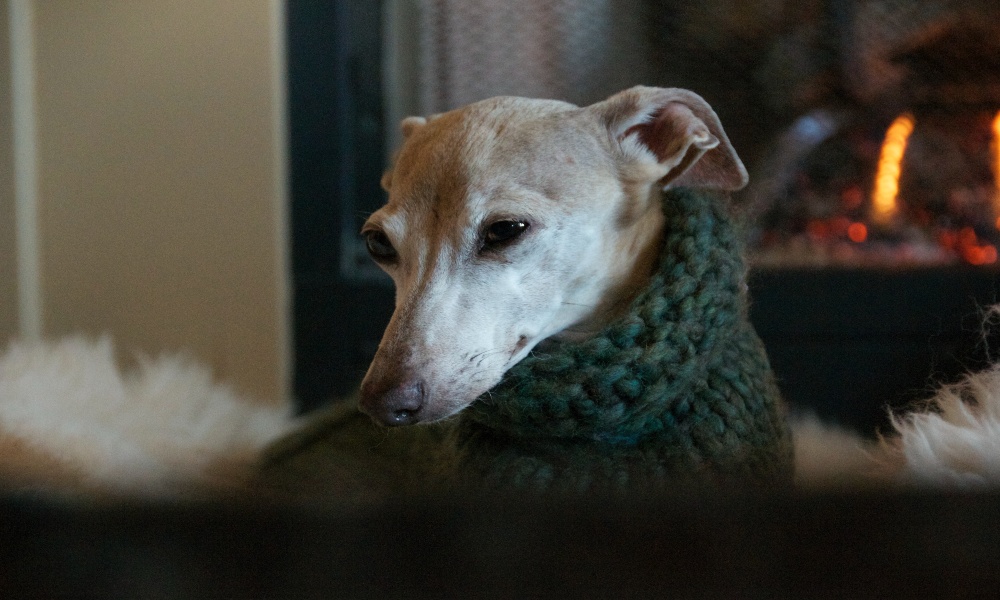 The quickest dog breeds on Earth — and why they’re so fast