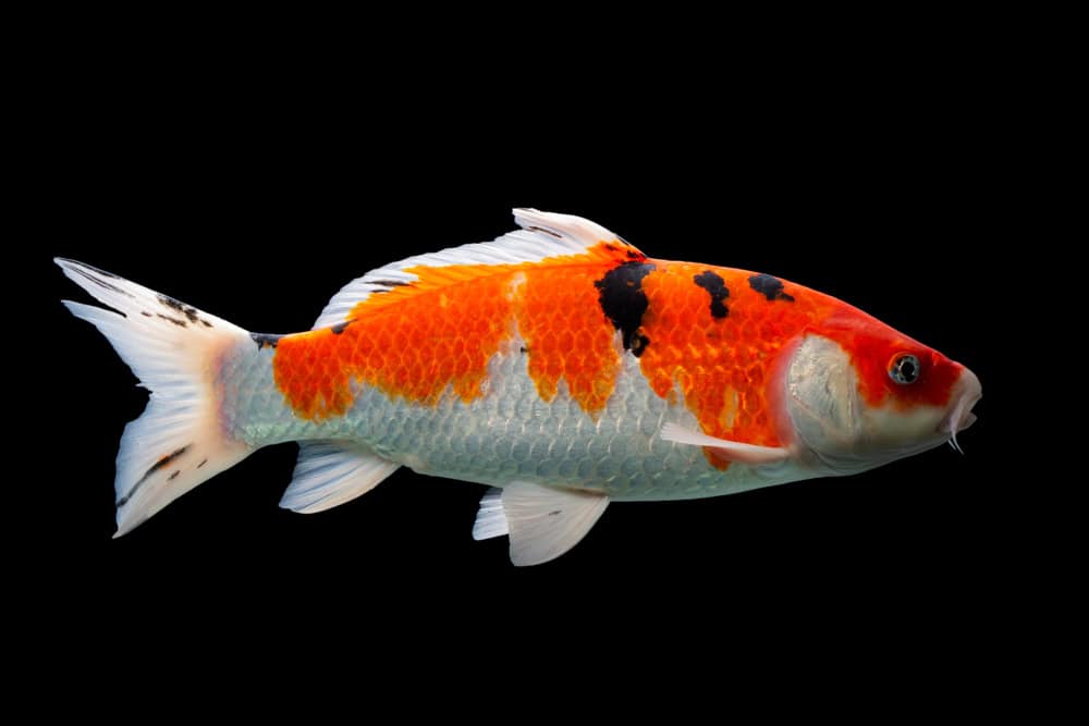 The Oldest Koi Fish Lived for Over 200 Years