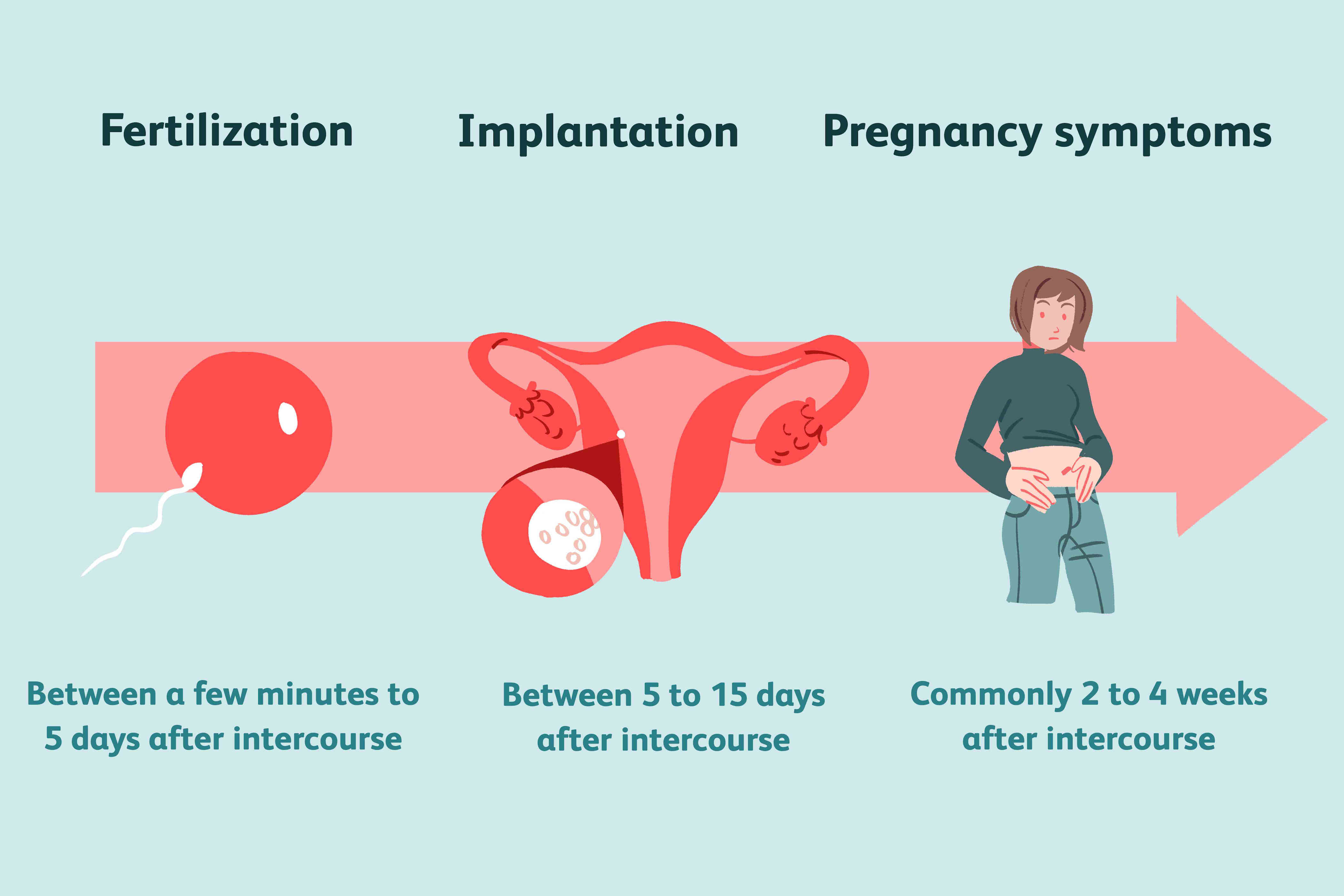 Sex To Conception: How Long Does It Take?