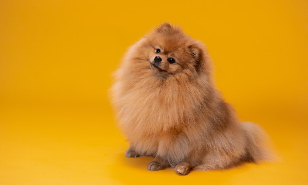 Love to Complain? These 19 Dog Breeds Definitely Do