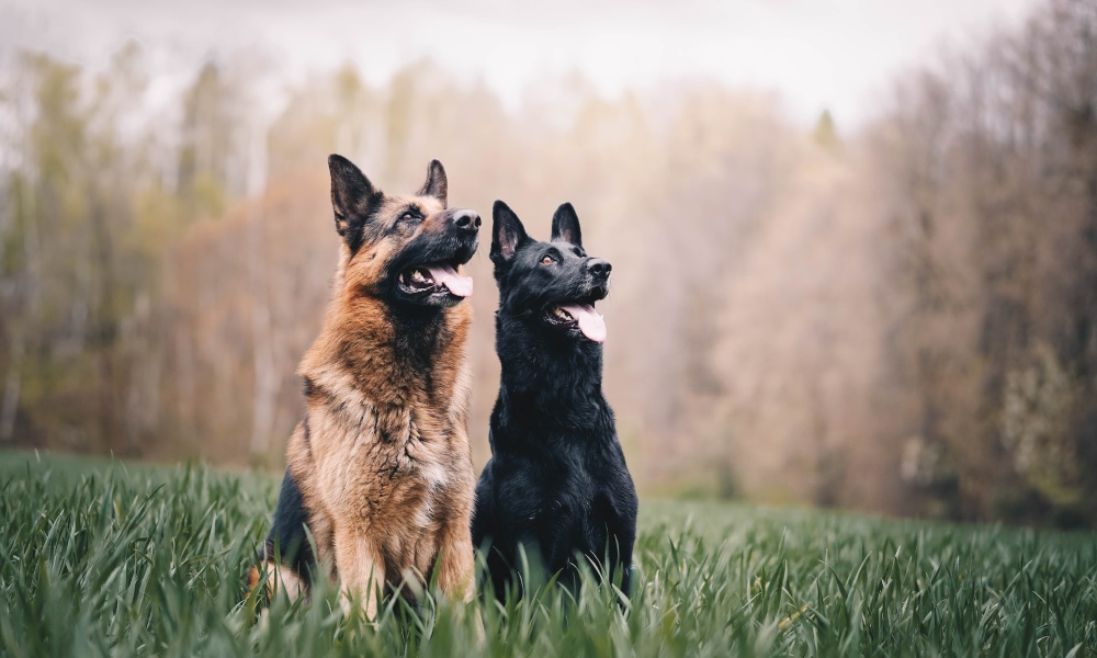 15 Most Loyal Dog Breeds That Will Never Leave Your Side