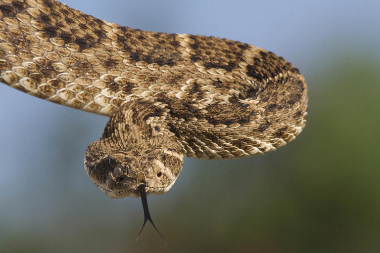 Snakes showing up in your dreams? That's not actually a bad thing