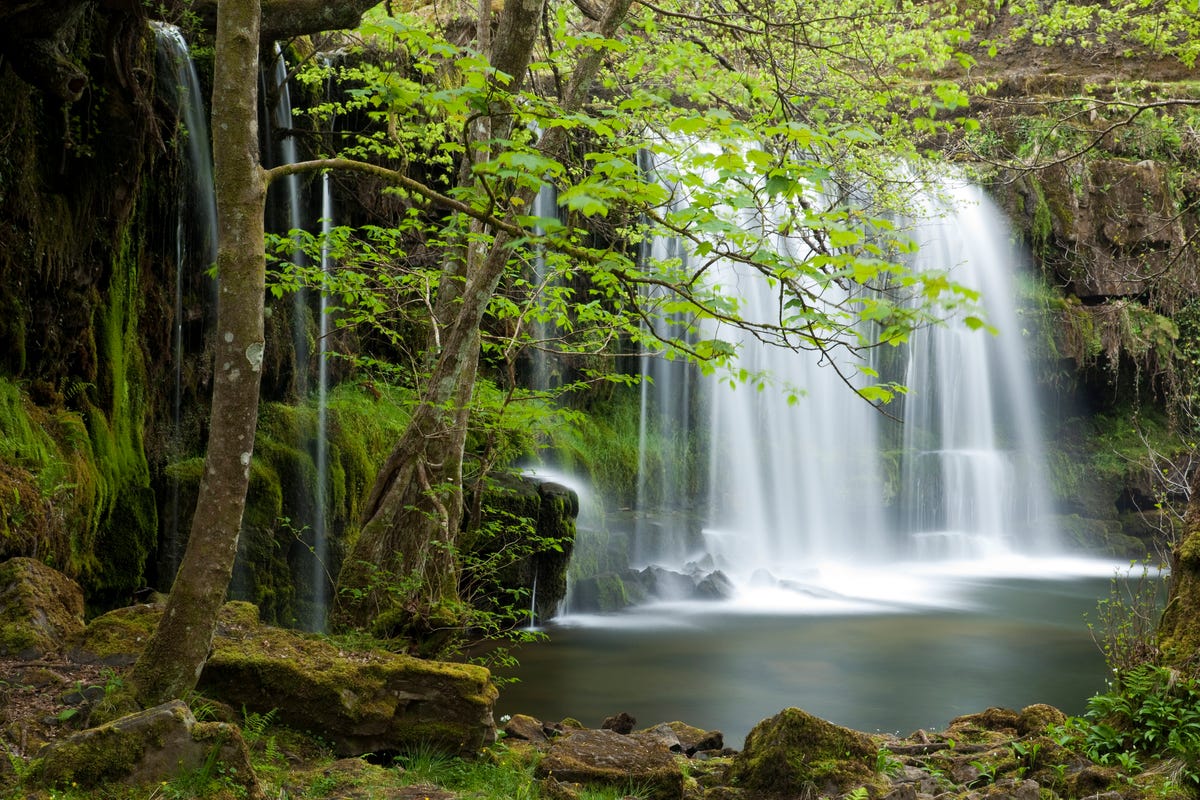 The 10 most beautiful forests around the world to add to your travel list