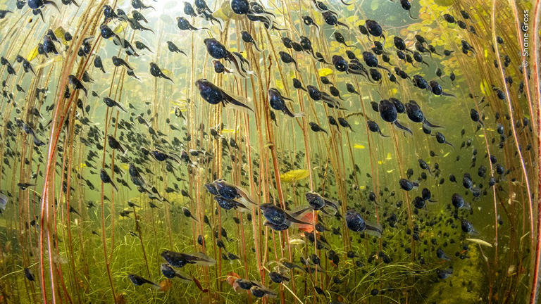 Wildlife Photographer of the Year 2025 opens for entries today! Wildlife Photographer of the Year 2025 opens for entries today!