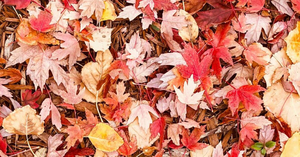 Boost Your Autumn Garden's Health: How to Encourage Beneficial Soil ... Boost Your Autumn Garden's Health: How to Encourage Beneficial Soil ...