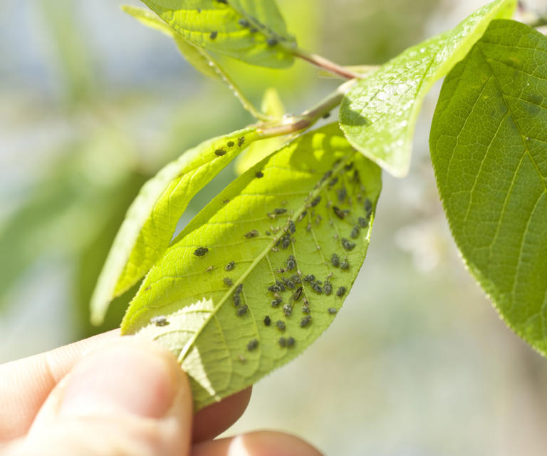 How to pick the best plants in the clearance section – and which ones ...