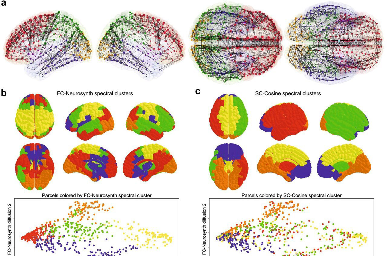 Neuronal wiring's role in brain function varies across regions, study finds Neuronal wiring's role in brain function varies across regions, study finds