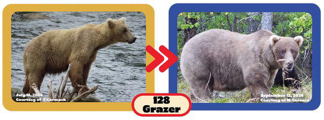 Fat Bear Week 2025 Has Crowned a Winner! See the Results and Meet the ...