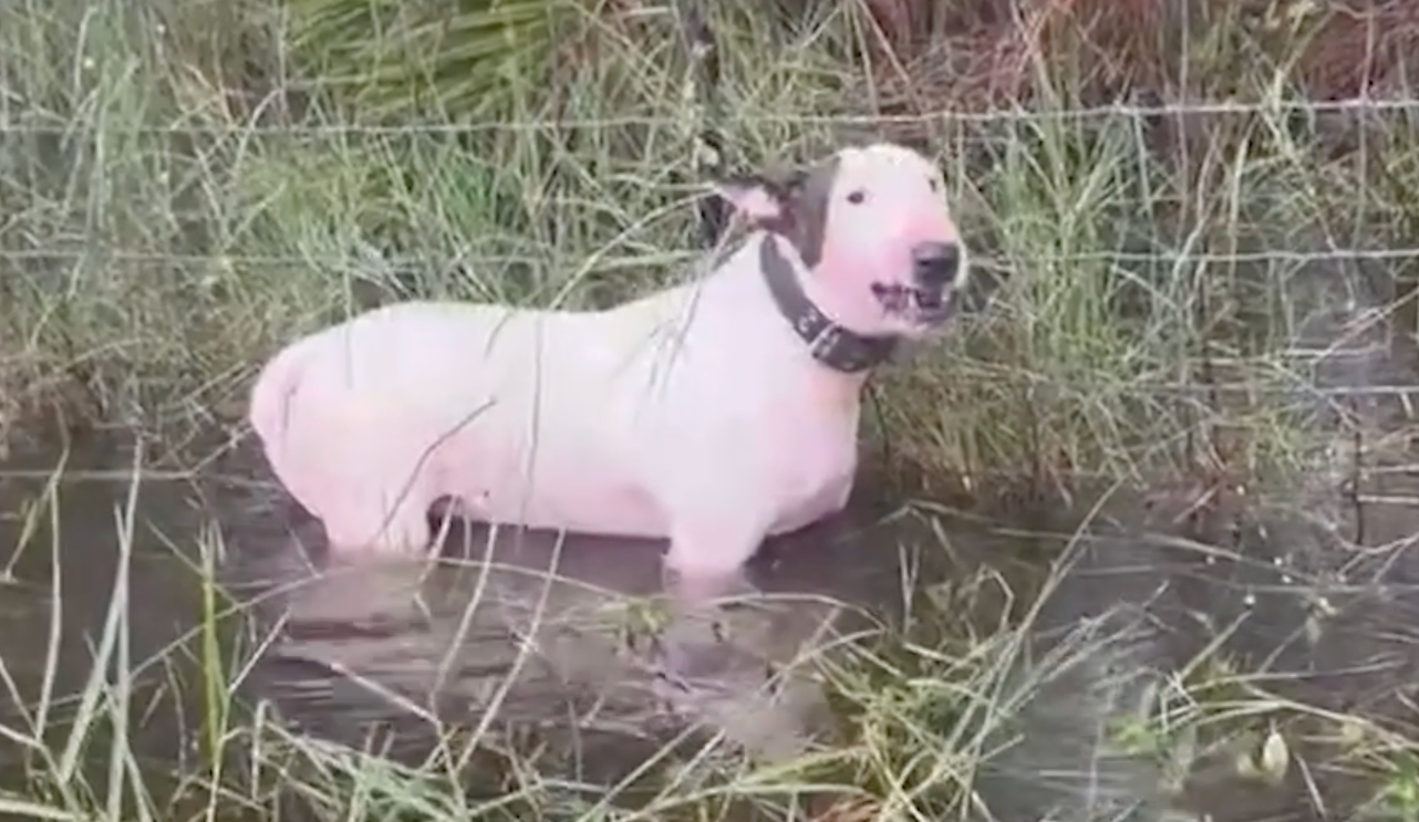 Florida governor signs animal cruelty bill inspired by dog abandoned ...