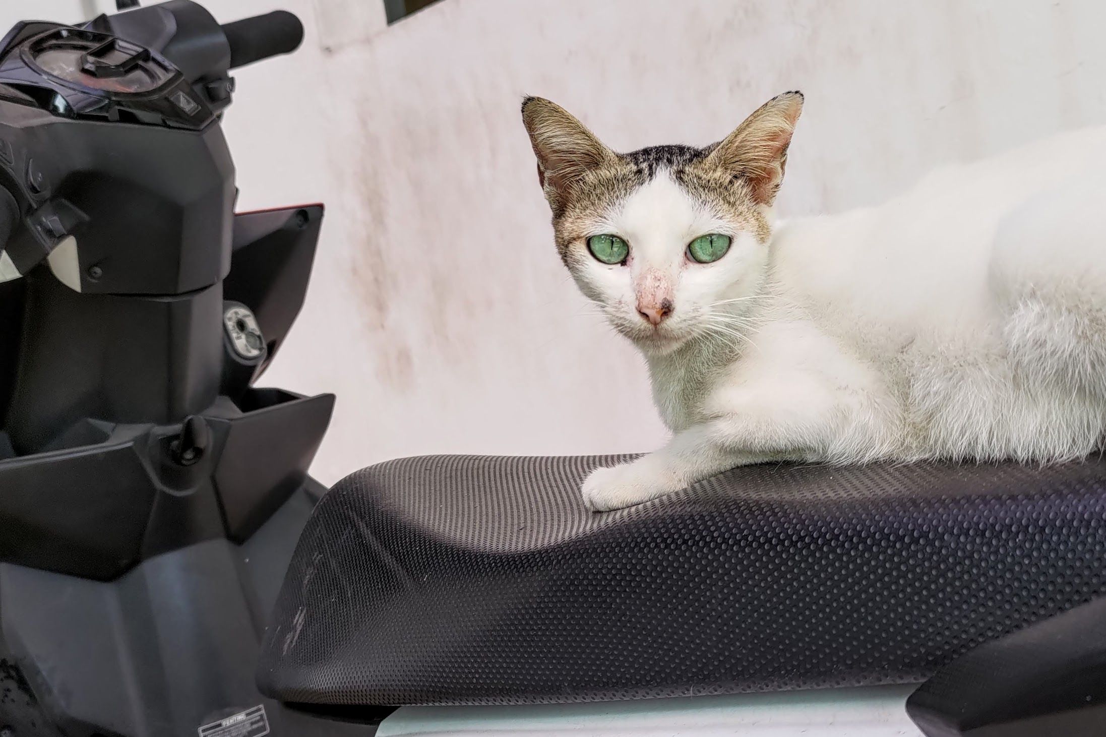 Hindari Cakaran Kucing, Berikut Ini Jenis Kulit Jok Motor Anti Cakar