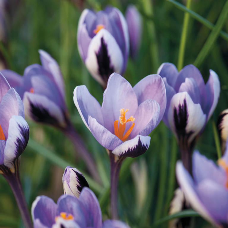 Do crocus bulbs multiply? Everything you need to know about how to get ...