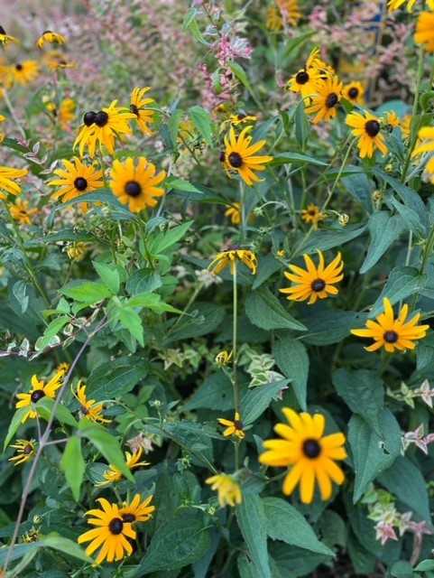 Grab green deals and unique plants: Fall plant sales abound around ...