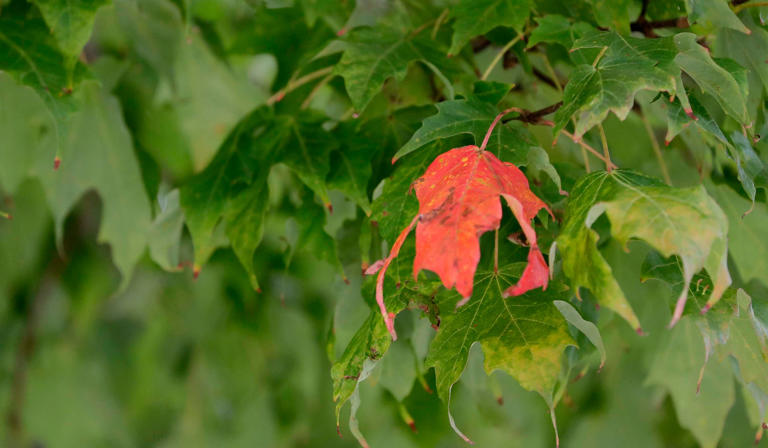Check out our list of the 7 best spots for fall colors around Manitowoc ...