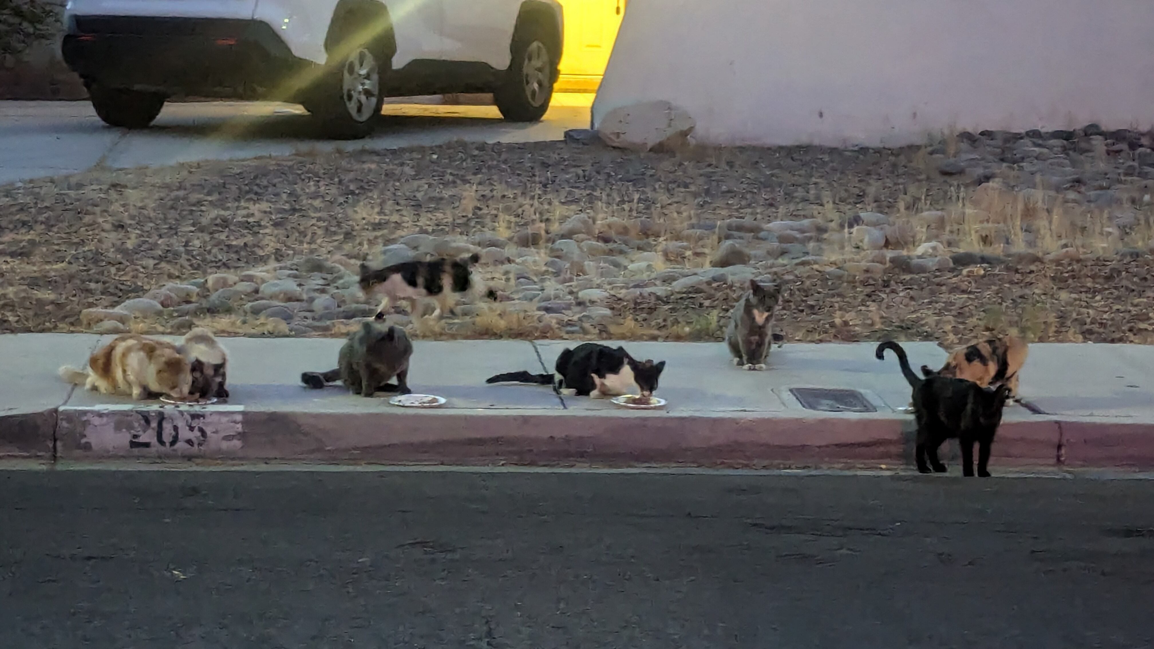 Clark County leaders address ‘nuisance’ cat colonies