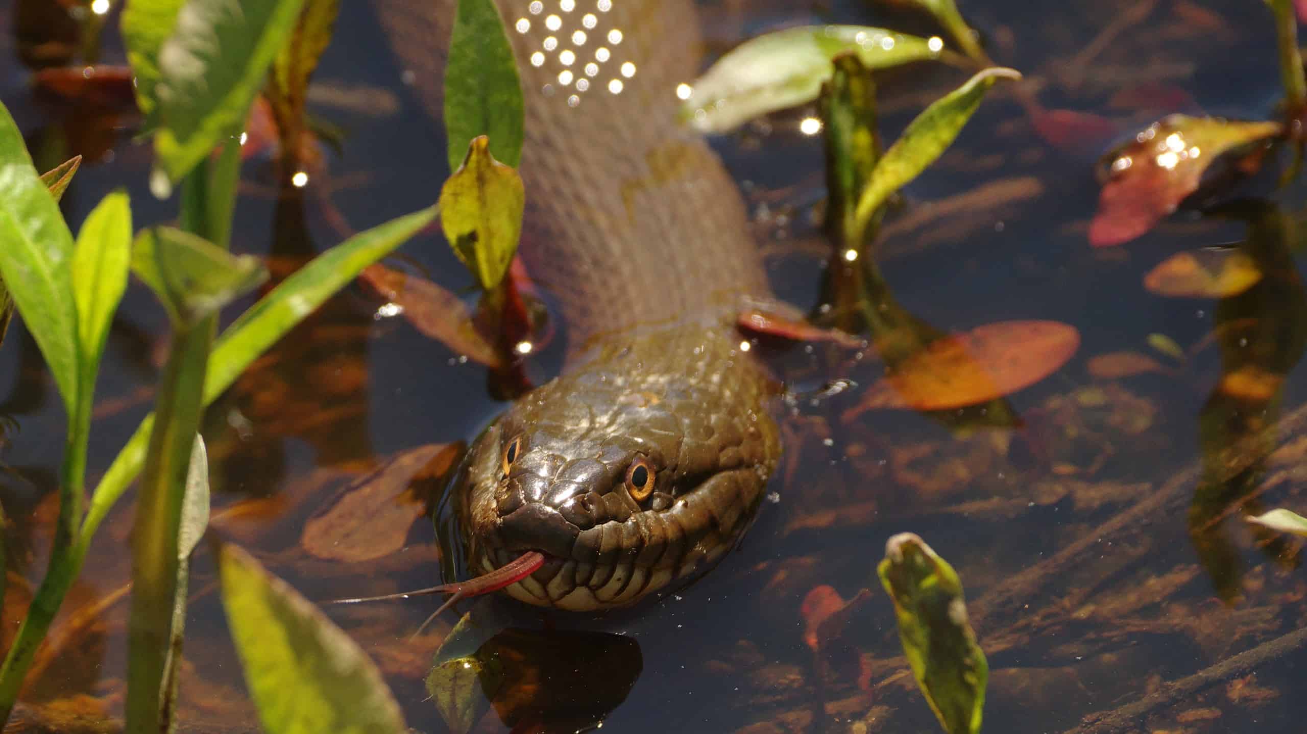 From Harmless to Venomous: 10 Water Snakes of Texas