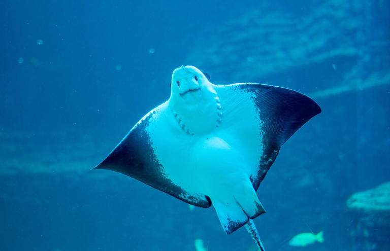 Ranked: The most dangerous sea creatures in the world