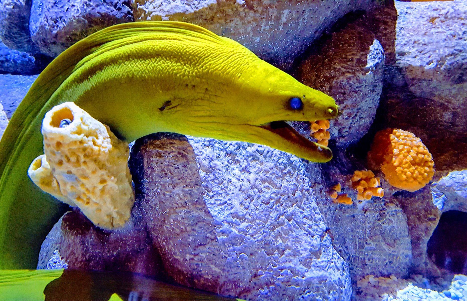 Ranked: The world's 30 most dangerous sea creatures