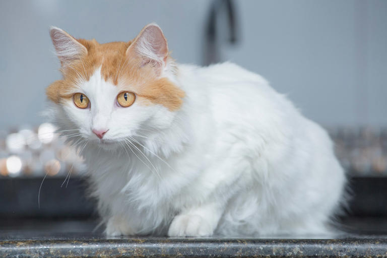15 Biggest Cat Breeds You'll Love
