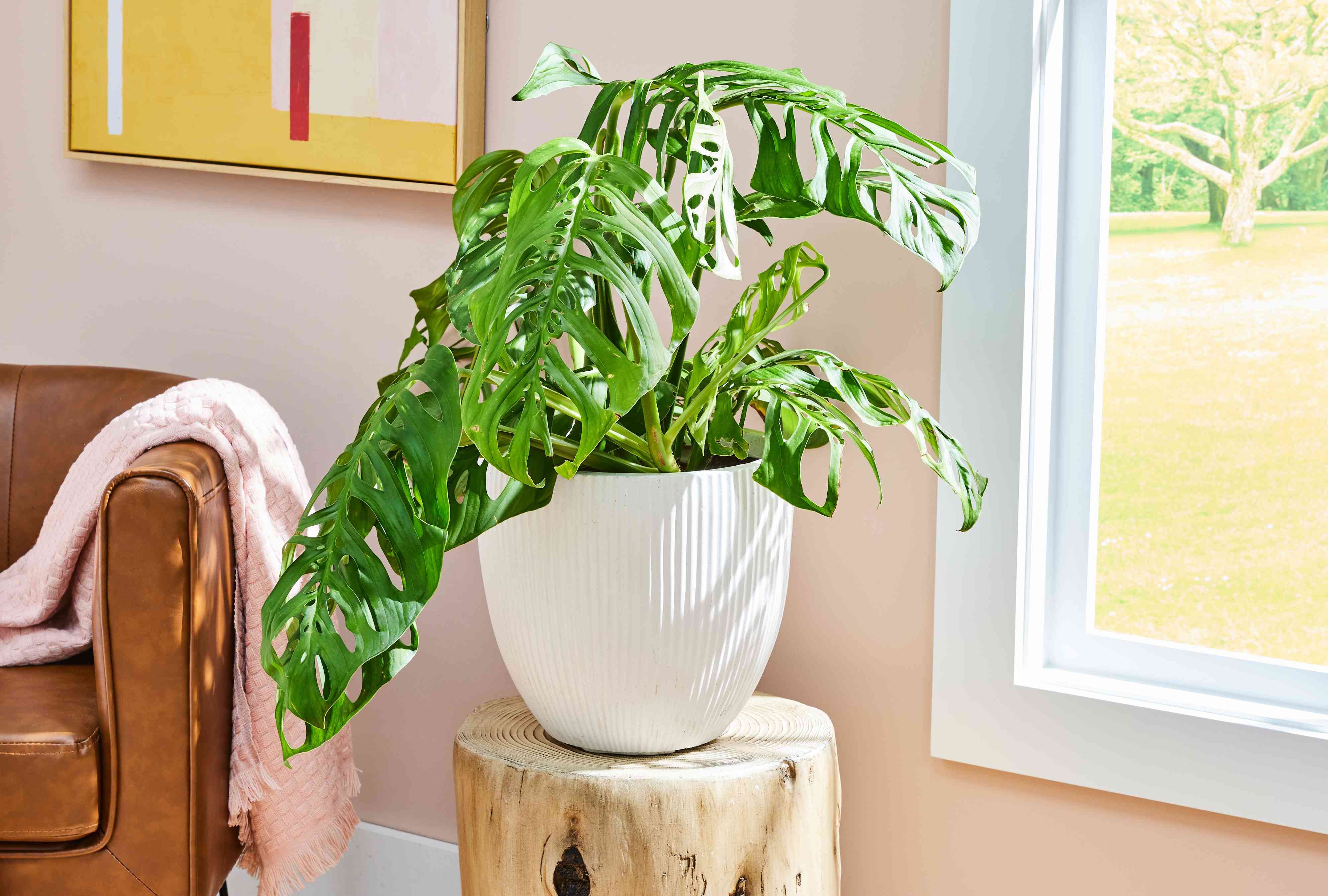 How to Grow and Care for Monstera Esqueleto
