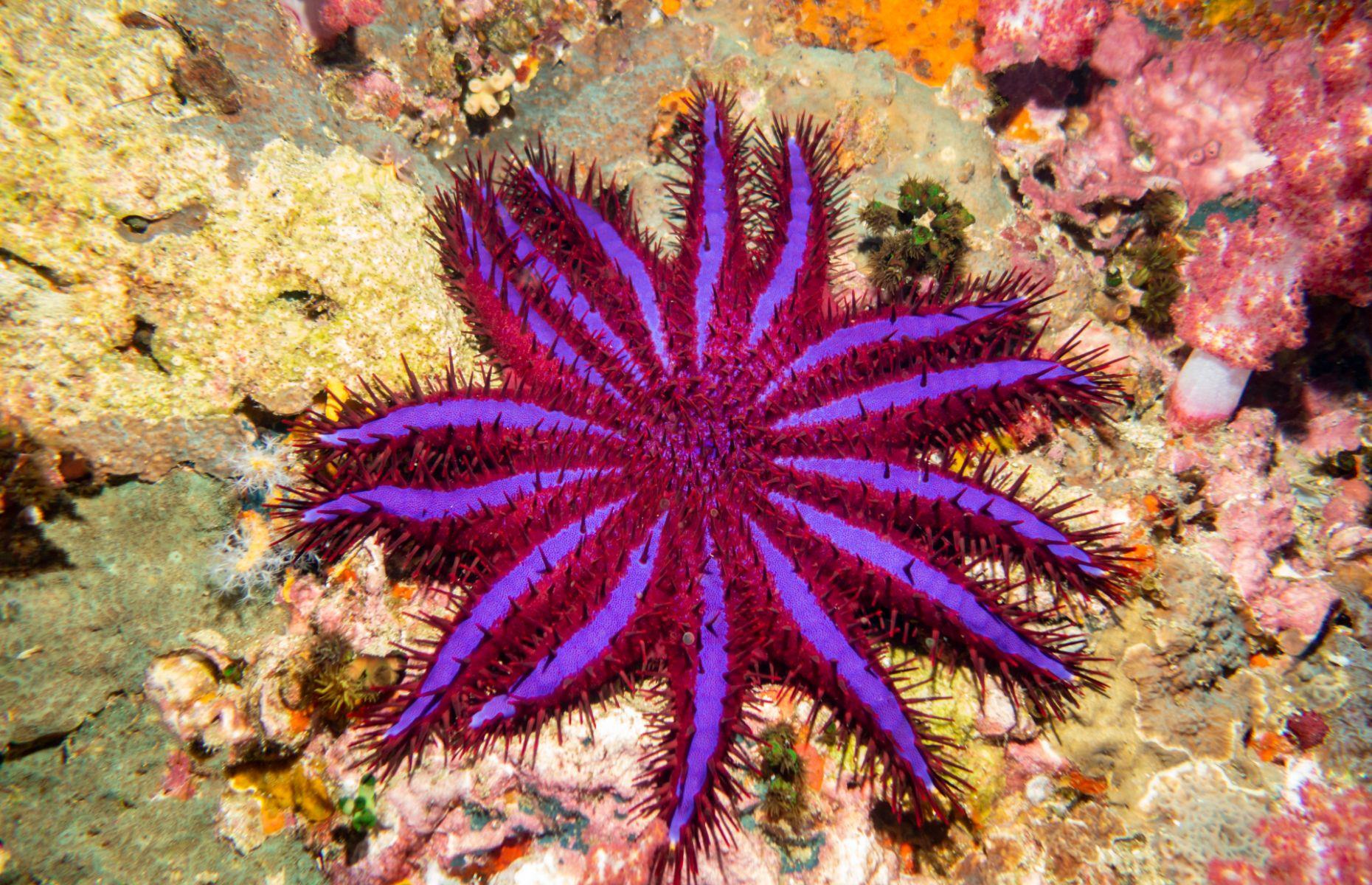 The world's most dangerous sea creatures, ranked by deadliness