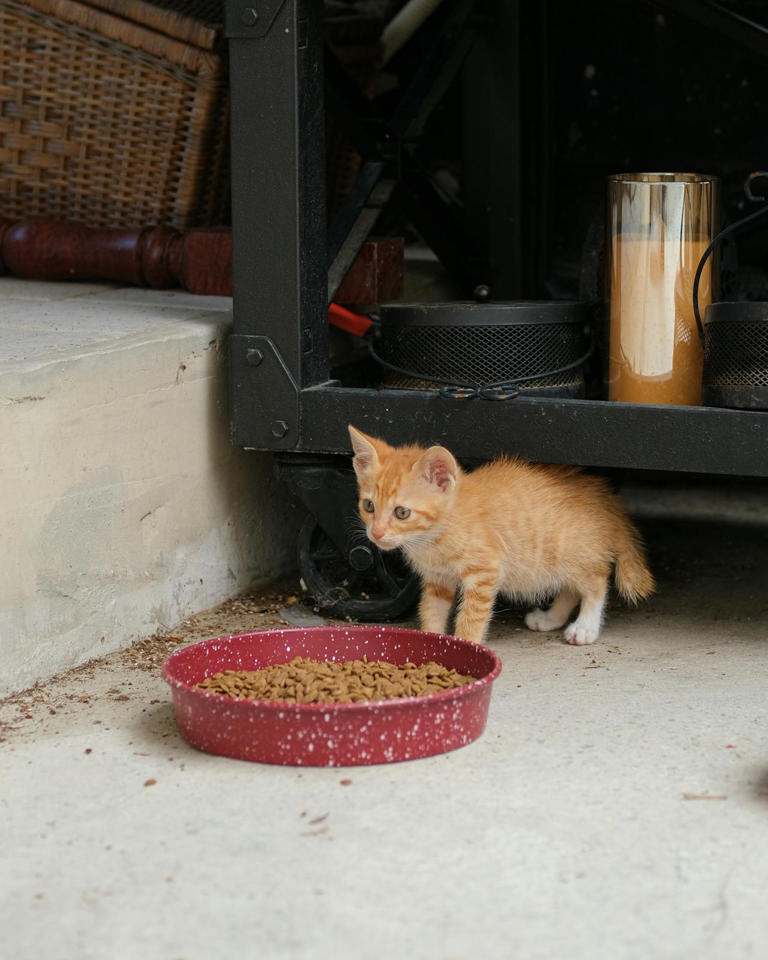 5 Tips for Taking Better Care of Family Pets