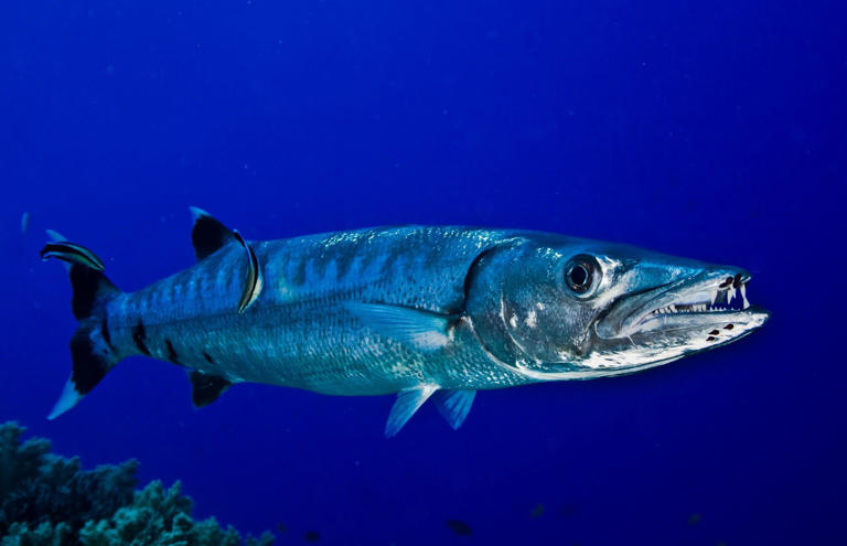 Ranked: The most dangerous sea creatures in the world